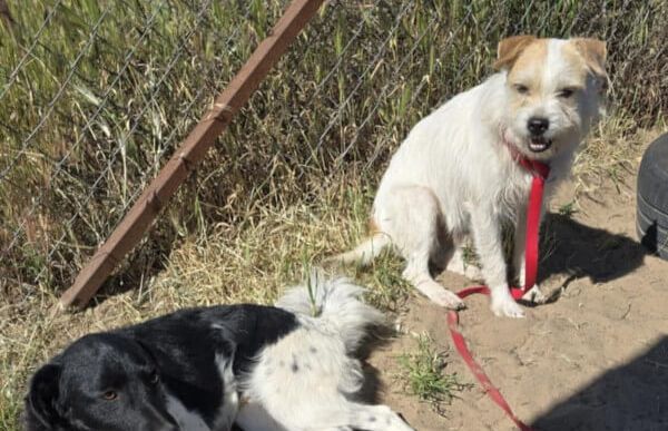 Hundevermittlung Szalkas - Animal Happyend