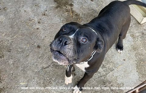 Hundevermittlung Nila-2 - Animal Happyend