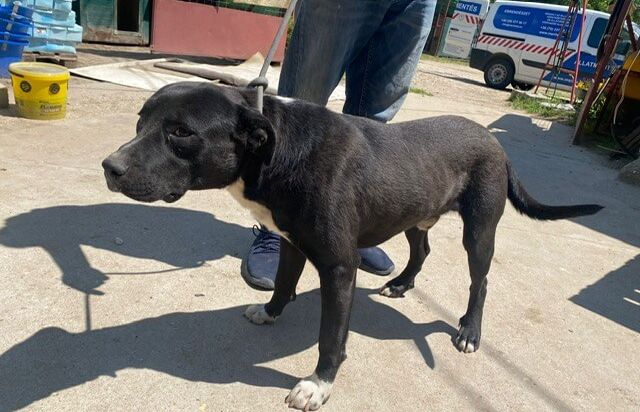 Hundevermittlung Timur-2 - Animal Happyend