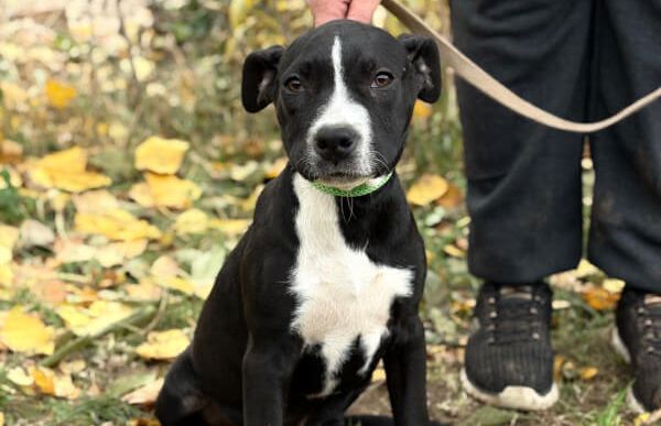 Hundevermittlung Nila-2 - Animal Happyend